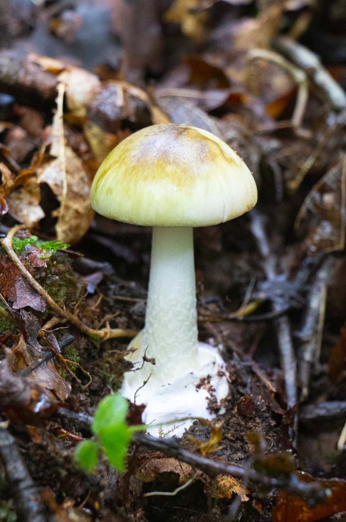 Amanite phalloïde – Sporoforia